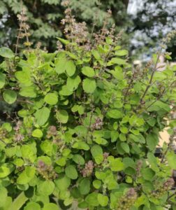 The Ultimate Guide To How To Grow And Care For Tulsi Plant - Agroquest
