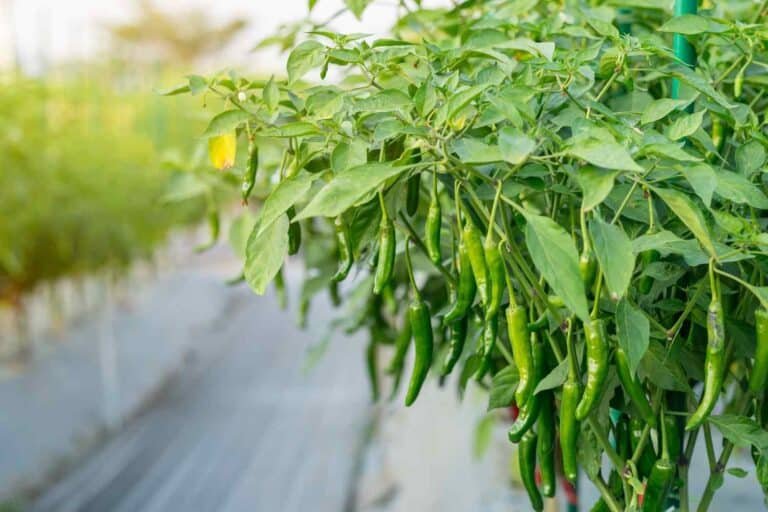 Mastering Chilli Cultivation For Maximum Yields And Profit