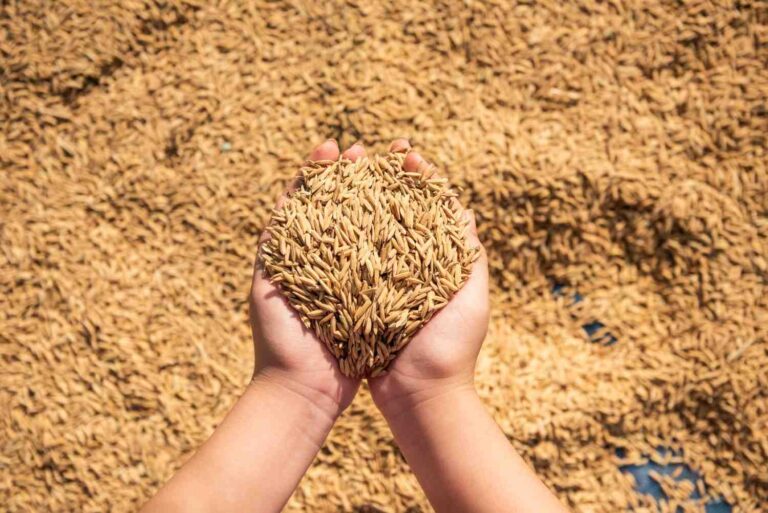 Unlocking The Power Of Organic Paddy Farming In India: A Sustainable ...